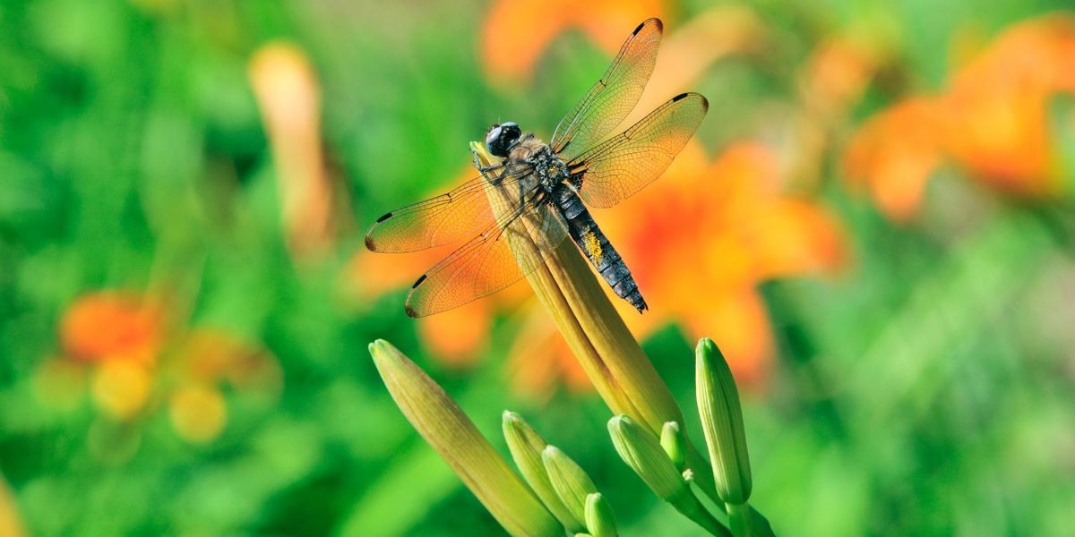 Psychotherapist in Ontario | Abloom Therapy & Wellness